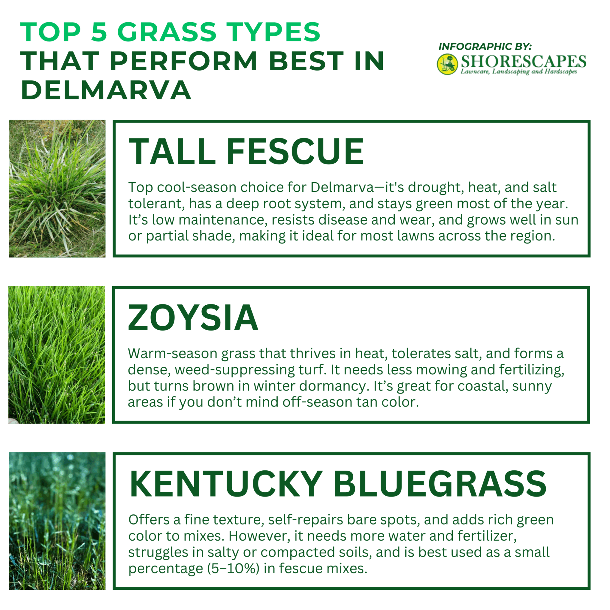 Top 5 Grass Types That Thrive in Delmarva Lawns - Shorescapes