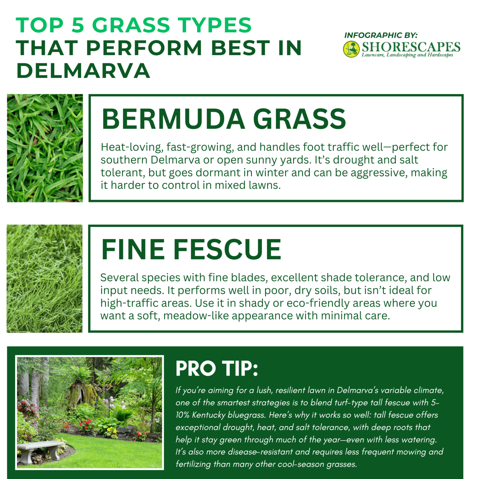 Top 5 Grass Types That Thrive in Delmarva Lawns - Shorescapes